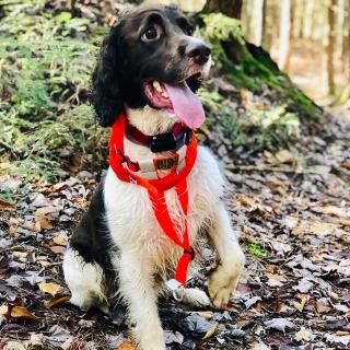 Animal Control Officer | Williamsburg MA